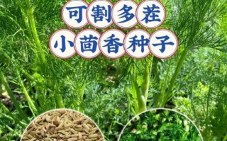 茴香图片怎么拍_茴香高清图去哪找
