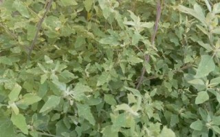 民间丰胸最快的土方子_真的有效吗