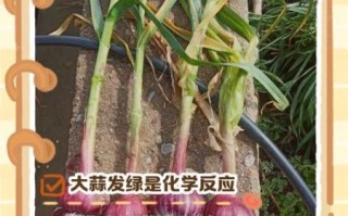 大蒜发芽能吃吗_吃了会不会变绿巨人