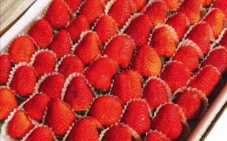 丹东草莓为什么好吃_丹东草莓多少钱一斤