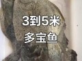 多宝鱼多少钱一斤2019_2019多宝鱼价格走势