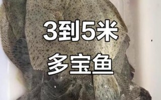 多宝鱼多少钱一斤2019_2019多宝鱼价格走势