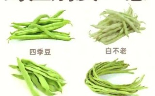 豇豆角怎么保存_豇豆角图片识别技巧