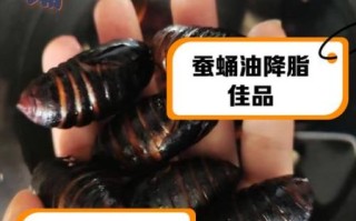 蚕蛹图片大全_蚕蛹营养价值有哪些