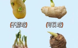 发芽的大蒜有毒吗_还能不能吃