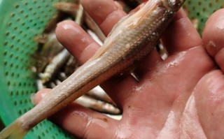 小沙丁鱼需要去内脏吗_小沙丁鱼怎么处理干净