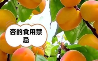 鲜杏的功效与作用_鲜杏的禁忌有哪些