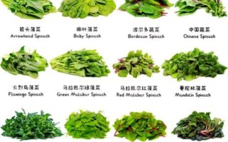 菠菜图片大全_菠菜品种怎么区分