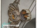 死河蟹能吃吗_河蟹死了多久不能吃