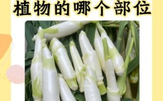 茭白是什么植物_茭白是笋吗