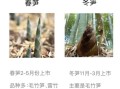 冬笋会长成春笋吗_冬笋与春笋区别
