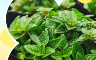 披萨草和罗勒叶的区别_披萨草可以代替罗勒叶吗