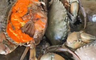 青蟹多少钱一斤_青蟹价格为什么波动大