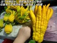 金华佛手茶怎么泡_金华佛手茶功效与作用