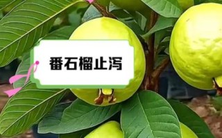 石榴对身体有什么好处_石榴的功效与作用