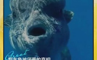 渔民为什么怕翻车鱼_翻车鱼真的有毒吗