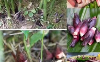 洋荷姜怎么吃_洋荷姜有什么功效 洋荷姜怎么吃_洋荷姜有什么功效