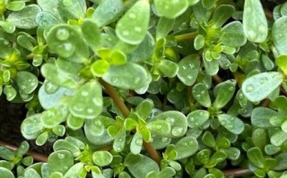 野菜怎么吃好吃_野菜怎么做好吃