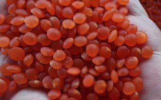 红小扁豆怎么煮_红小扁豆可以怎么吃