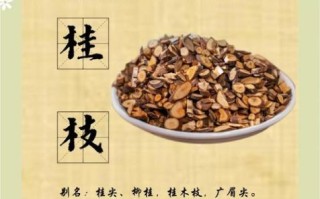 桂枝功效作用与主治_桂枝适合哪些人群