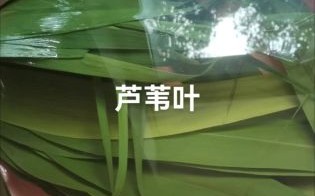 芦苇叶和粽叶有什么区别_哪个更适合包粽子