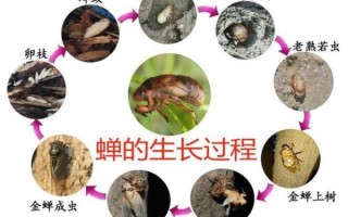 蝉的一生图片_蝉的寿命有多长