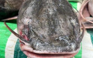 野生鲶鱼图片怎么辨别_野生鲶鱼长什么样