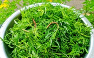 东北野菜图片大全_东北野菜有哪些