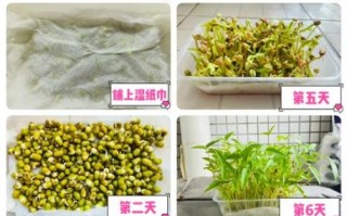 绿豆图片植物_绿豆发芽过程图解