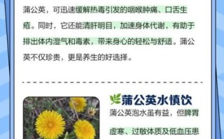 蒲公英能长期泡水喝吗_长期喝蒲公英水的副作用