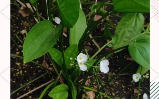 泽泻图片长什么样_泽泻和茨菇区别