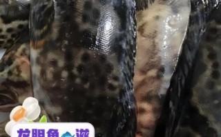 龙胆鱼和石斑鱼哪个贵_龙胆鱼价格为什么更高