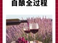 葡萄酒怎么发酵_自酿葡萄酒步骤