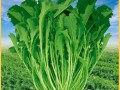 芥菜又叫什么菜_芥菜别名有哪些