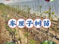 车厘子树苗适合哪里种_南方能种吗