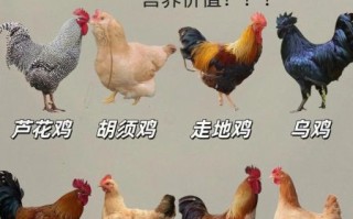 鸡的品种大全图片介绍_如何区分常见鸡种
