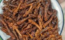 油炸蚂蚱怎么做_油炸蚂蚱要焯水吗