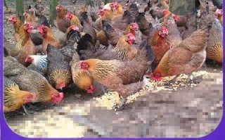 麻鸡苗价格多少钱一只_麻鸡苗养殖技术要点