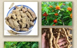 巴戟对女人有什么功效_女人吃巴戟多久见效