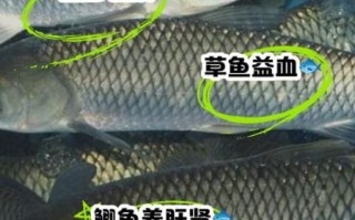 鲫鱼和草鱼的区别图片_如何一眼分辨