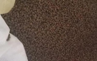 黄蜀葵种子多少钱一斤_黄蜀葵种子价格行情