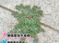 地锦草的功效与作用_地锦草怎么使用