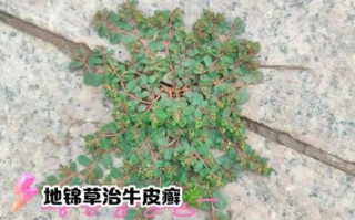 地锦草的功效与作用_地锦草怎么使用