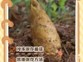 冬笋怎么挑选_冬笋怎么保存