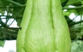 佛手瓜几月份开花结果_佛手瓜开花到结果要多久