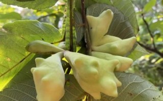 五倍子是什么植物_五倍子长什么样