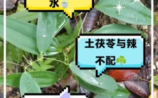 土茯苓与什么相克_土茯苓不能和什么一起吃