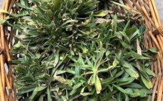 山面条菜图片_山面条菜长什么样