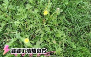 婆婆丁根泡水喝的禁忌_哪些人不能喝