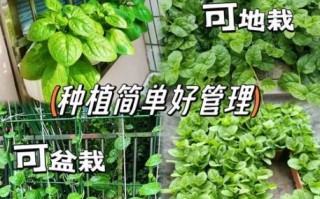 大叶木耳菜怎么种_大叶木耳菜和木耳菜区别